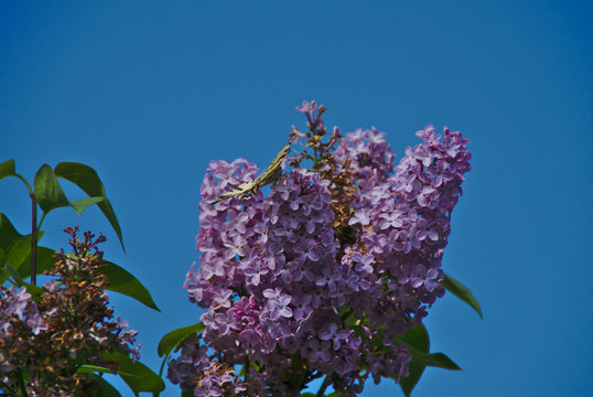 Lilla Bilder – Durchsuchen 5,875 Archivfotos, Vektorgrafiken und Videos ...