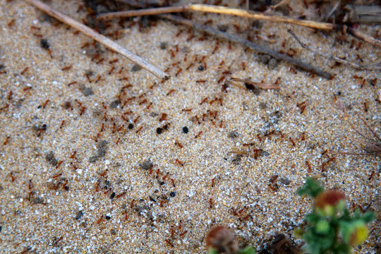 Group-Of-Ants Images – Browse 16 Stock Photos, Vectors, and Video ...