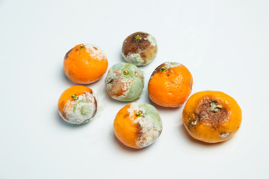 "Moldy Tangerine" Images – Browse 35 Stock Photos, Vectors, and Video ...
