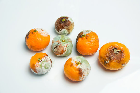 "Moldy Tangerine" Images – Browse 35 Stock Photos, Vectors, and Video ...