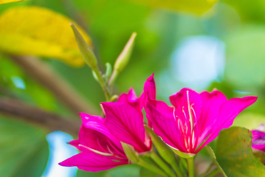 Khown Images – Browse 44 Stock Photos, Vectors, and Video | Adobe Stock