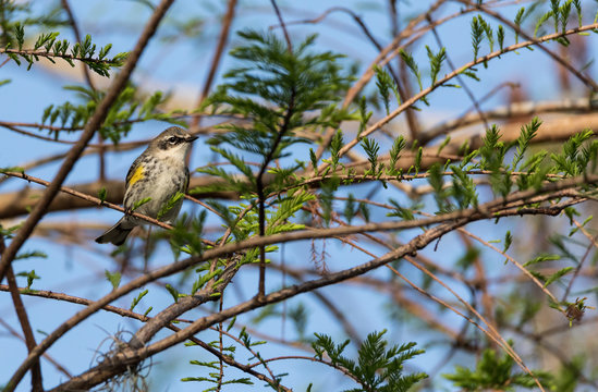 รูปภาพCoronata – เลือกดูภาพถ่ายสต็อก เวกเตอร์ และวิดีโอ1,121 | Adobe Stock