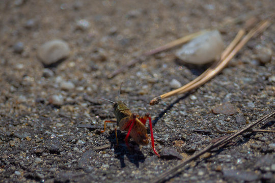 Jawohl Images – Browse 72 Stock Photos, Vectors, and Video | Adobe Stock