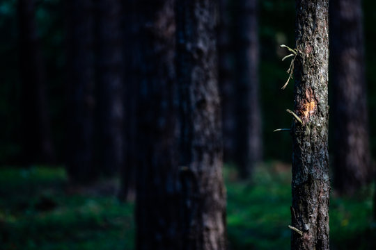 Jawohl Bilder – Durchsuchen 93 Archivfotos, Vektorgrafiken und Videos ...