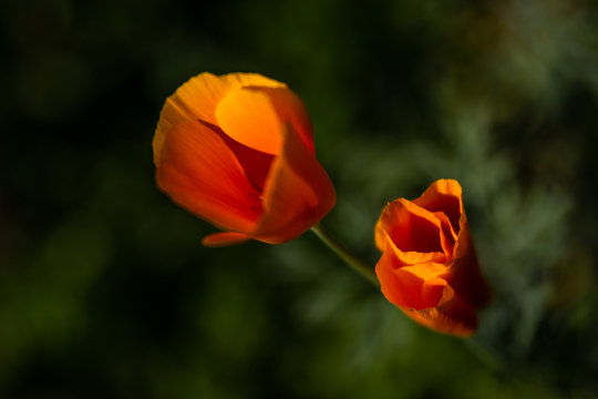 Jawohl Bilder – Durchsuchen 93 Archivfotos, Vektorgrafiken und Videos ...