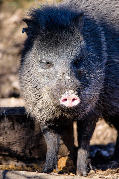 Musk-Hog Images – Browse 27 Stock Photos, Vectors, and Video | Adobe Stock