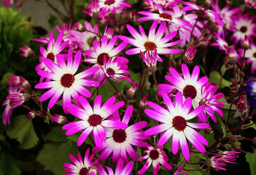 Pericallis Images – Parcourir 622 le catalogue de photos, vecteurs et ...