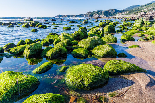 Algea Billeder – Gennemse 1,505 stockfotos, vektorer og videoer | Adobe ...