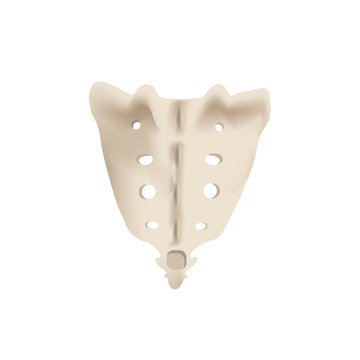 Symphyse Bilder – Durchsuchen 213 Archivfotos, Vektorgrafiken und ...