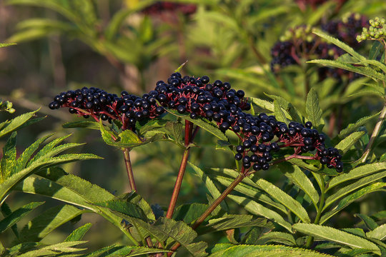 "Bacche Nere" Images – Browse 18 Stock Photos, Vectors, and Video ...