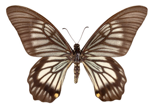 Imagens de Chilasa – Explore Fotografias do Stock, Vetores e Vídeos de ...