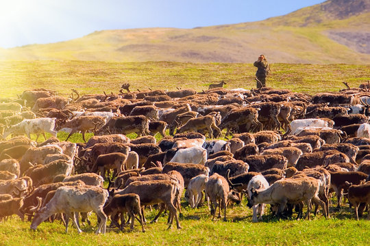 Chukchis Imagens – Procure 2,172 fotos, vetores e vídeos | Adobe Stock