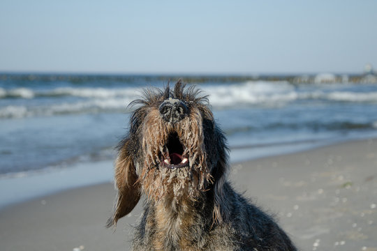 รูปภาพ"Bellender Hund" – เลือกดูภาพถ่ายสต็อก เวกเตอร์ และวิดีโอ28 ...