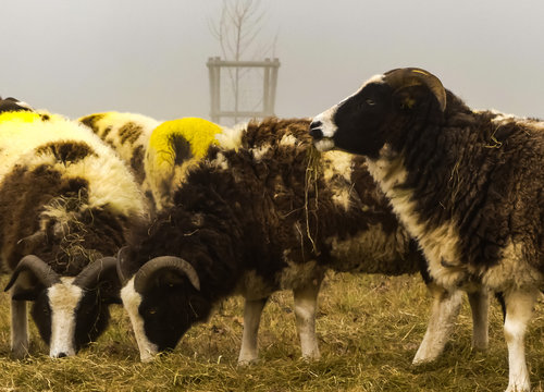 Polycerate Images – Browse 20 Stock Photos, Vectors, and Video | Adobe ...