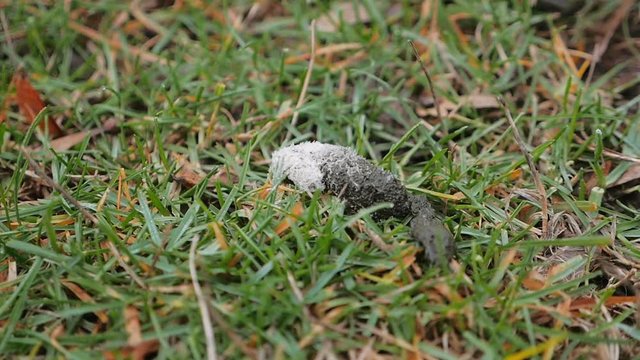 "Bird Poop" Images – Browse 339 Stock Photos, Vectors, and Video ...