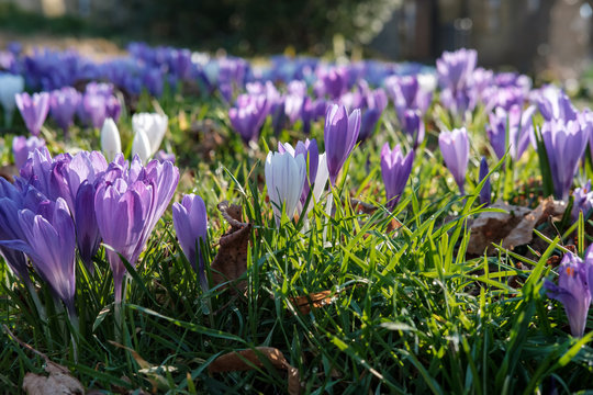 รูปภาพCorcus – เลือกดูภาพถ่ายสต็อก เวกเตอร์ และวิดีโอ86 | Adobe Stock