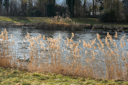 รูปภาพRispengras – เลือกดูภาพถ่ายสต็อก เวกเตอร์ และวิดีโอ219 | Adobe Stock