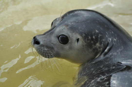 Imágenes de Heuler: descubre bancos de fotos, ilustraciones, vectores y ...