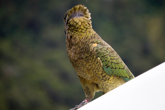 Strigopidae Bilder – Durchsuchen 133 Archivfotos, Vektorgrafiken und ...