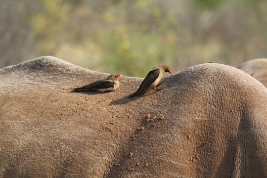 Elepant Images – Browse 313 Stock Photos, Vectors, and Video | Adobe Stock