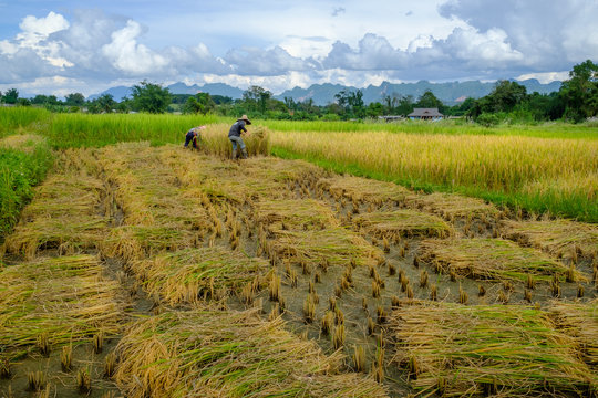 รูปภาพRiziculture – เลือกดูภาพถ่ายสต็อก เวกเตอร์ และวิดีโอ530 | Adobe Stock