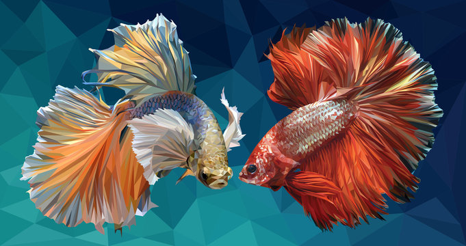 「Betta Fish Dress」の写真素材 | 17,227件の無料イラスト画像 | Adobe Stock