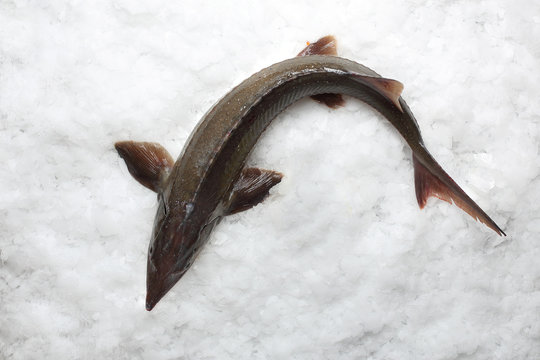 46 件の最適な Jesiotr 画像、ストック写真、ベクター | Adobe Stock