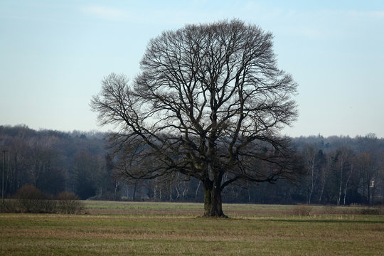 Huteeiche Bilder – Durchsuchen 84 Archivfotos, Vektorgrafiken und ...