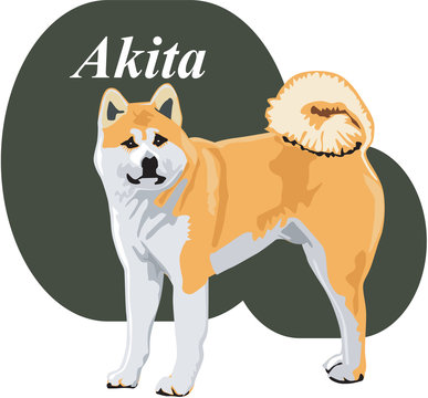 Akita Vector Images – Browse 4,653 Stock Photos, Vectors, and Video ...