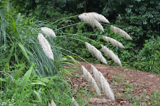 Pendão Images – Browse 89 Stock Photos, Vectors, and Video | Adobe Stock