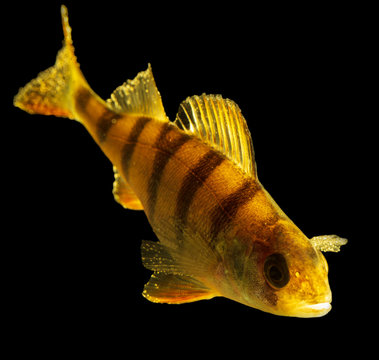 "Crescent Perch" Imagens – Procure 9 fotos, vetores e vídeos | Adobe Stock