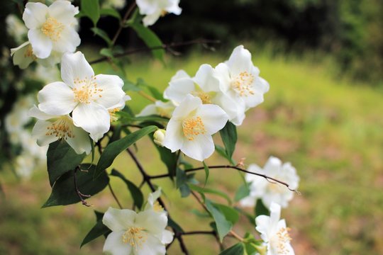 Fiore 이미지 – 찾아보기 140,783 스톡 사진, 벡터 및 비디오 | Adobe Stock
