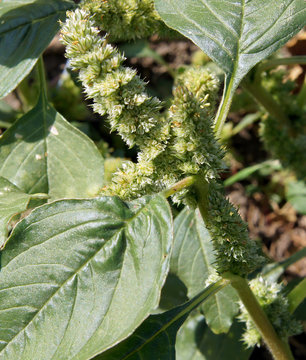 Pigweed Images – Browse 3,249 Stock Photos, Vectors, and Video | Adobe ...