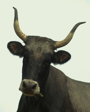 รูปภาพVacca – เลือกดูภาพถ่ายสต็อก เวกเตอร์ และวิดีโอ2,077 | Adobe Stock