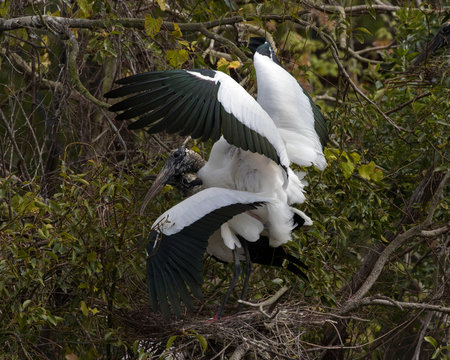 รูปภาพCloaca – เลือกดูภาพถ่ายสต็อก เวกเตอร์ และวิดีโอ954 | Adobe Stock