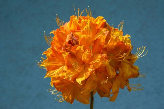 Azalea Bilder – Durchsuchen 75,913 Archivfotos, Vektorgrafiken und ...