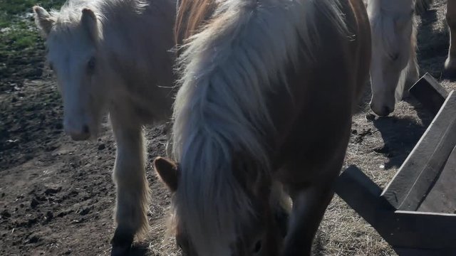 Pinfold Bilder – Durchsuchen 371 Archivfotos, Vektorgrafiken und Videos ...