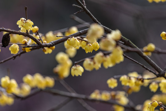 Wintersweet Images – Browse 4,449 Stock Photos, Vectors, and Video ...