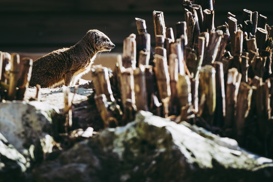 Guetter Images – Parcourir 522 le catalogue de photos, vecteurs et ...