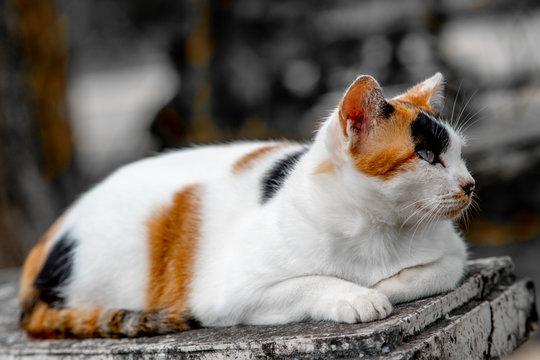 「Fooking」の写真素材 | 1件の無料イラスト画像 | Adobe Stock