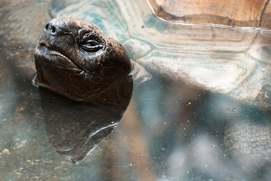 「Testudinoidea」の画像 - 169 件の Stock 写真、ベクターおよびビデオ | Adobe Stock