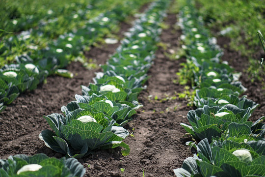 961,674 BÄSTA Odling BILDER, STOCKFOTON OCH VEKTORBILDER | Adobe Stock