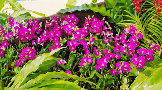 Lithophytic Images – Browse 232 Stock Photos, Vectors, and Video ...