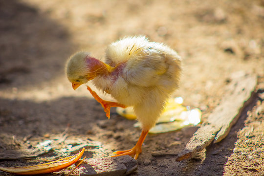 Pollito Bilder – Durchsuchen 642 Archivfotos, Vektorgrafiken und Videos ...