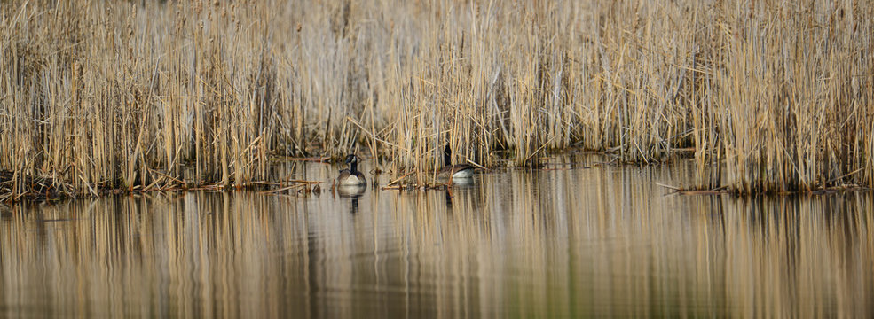 "Sea Of Reeds" Images – Browse 201 Stock Photos, Vectors, and Video ...