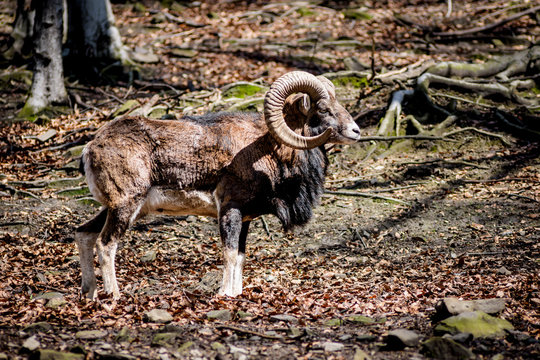 Baran Bilder – Durchsuchen 1,084 Archivfotos, Vektorgrafiken und Videos ...