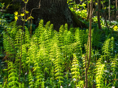 รูปภาพEquisetum – เลือกดูภาพถ่ายสต็อก เวกเตอร์ และวิดีโอ9,157 | Adobe Stock