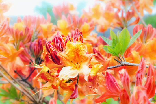 Azalea Bilder – Durchsuchen 67,835 Archivfotos, Vektorgrafiken und ...