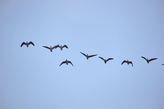 Wild-Geese Images – Browse 57 Stock Photos, Vectors, and Video | Adobe ...