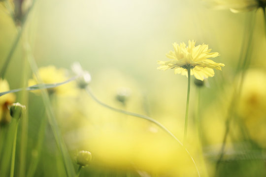 "Yellow Cosmos" Images – Browse 10,467 Stock Photos, Vectors, and Video ...